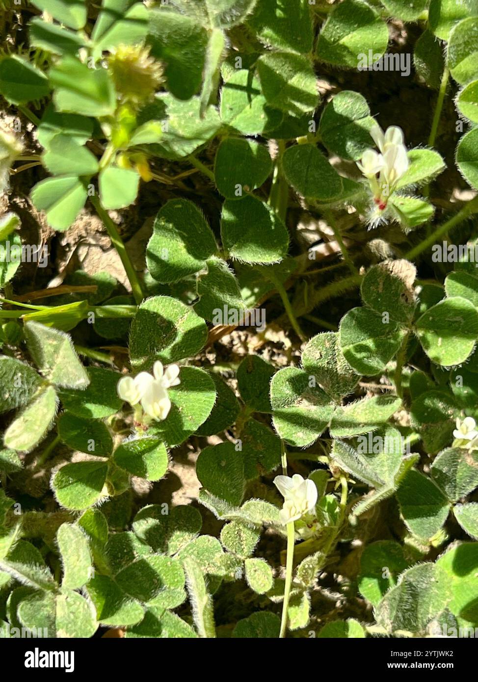 Subterranean Clover (Trifolium subterraneum Stock Photo - Alamy