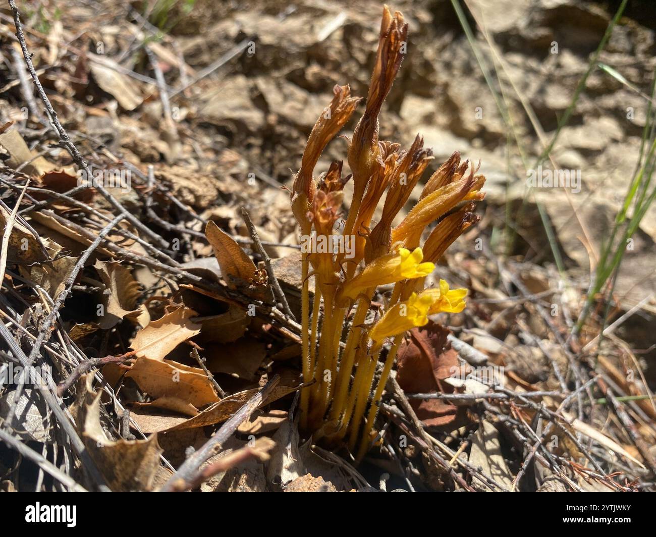 yellow clustered broomrape (Aphyllon franciscanum Stock Photo - Alamy