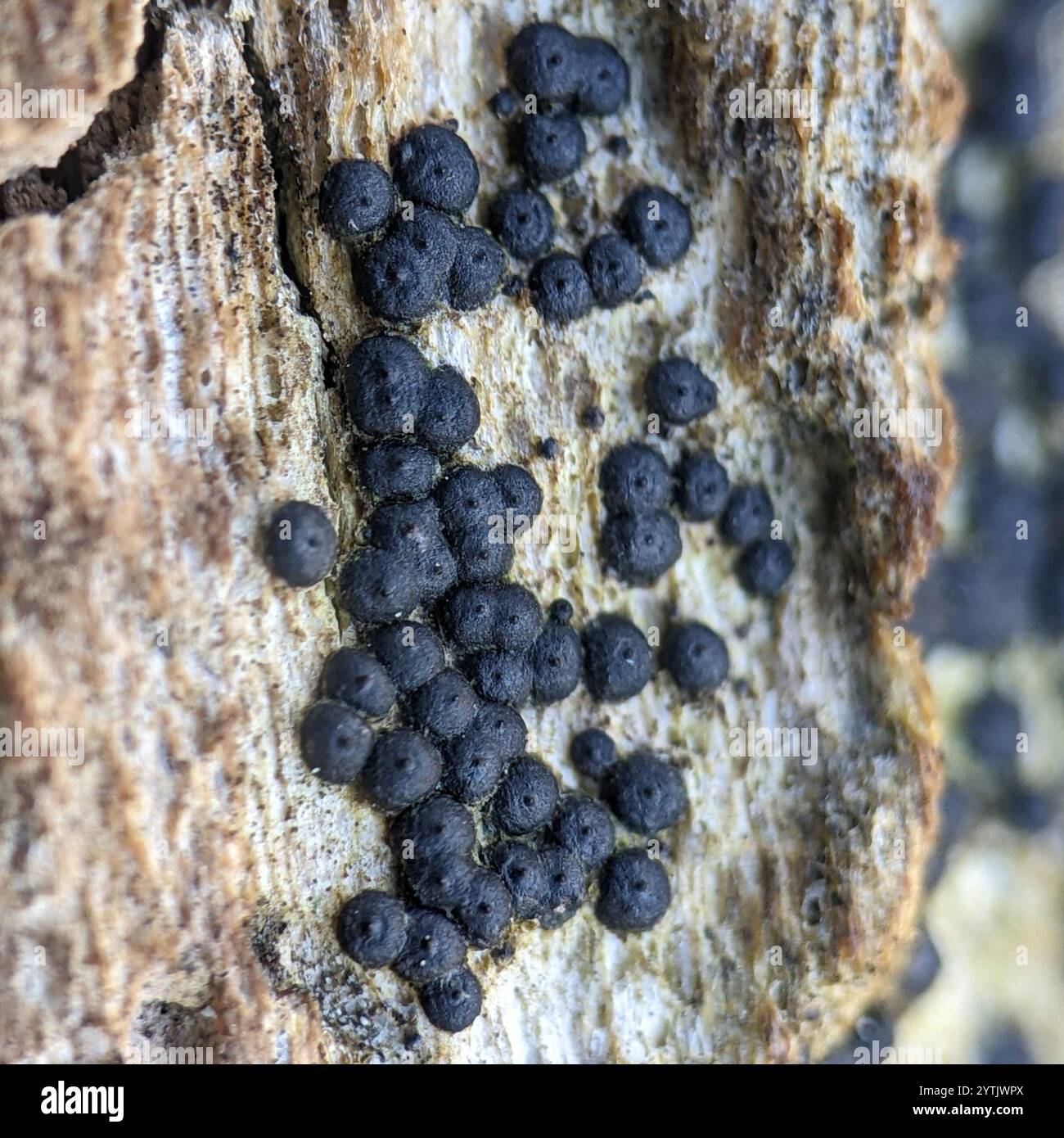 Rosellinia hi-res stock photography and images - Alamy