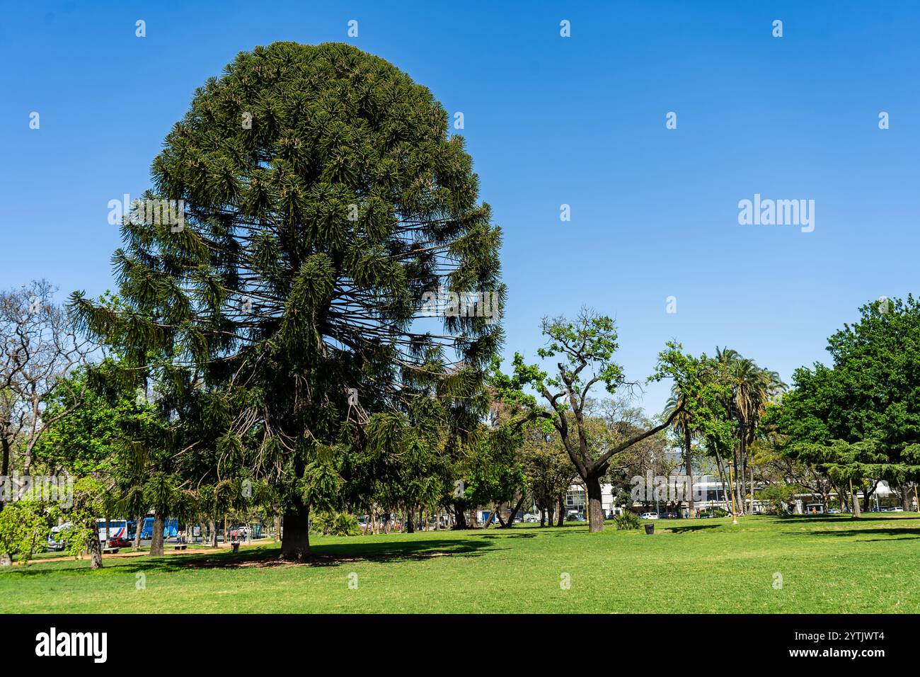 Araucaria or pehuen tree in a square in Buenos Aires Stock Photo - Alamy