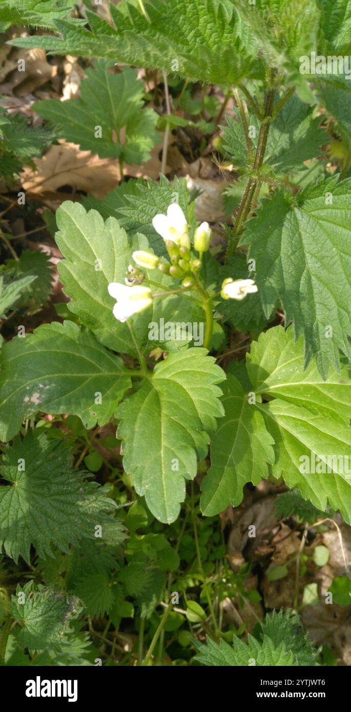 Two-leaved Toothwort (Cardamine diphylla Stock Photo - Alamy