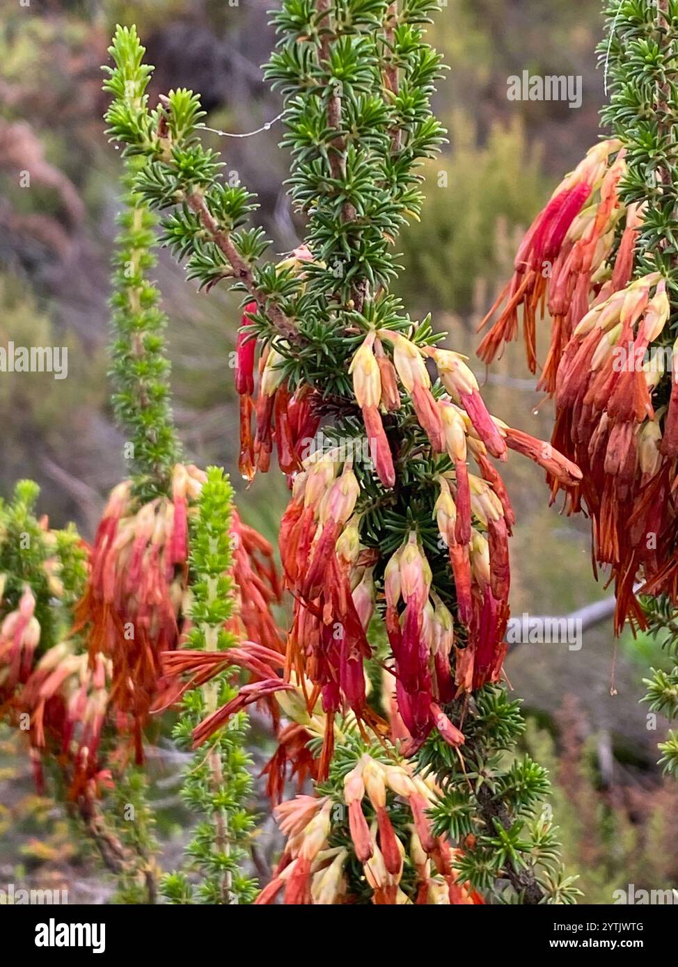 Red Heath (Erica coccinea Stock Photo - Alamy