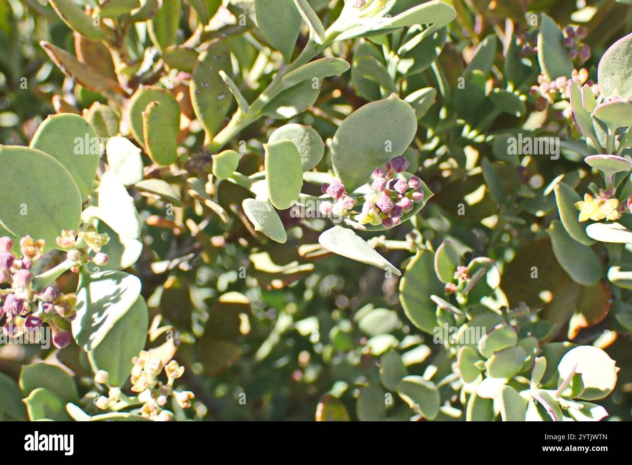 Cape Sumach (Colpoon compressum Stock Photo - Alamy