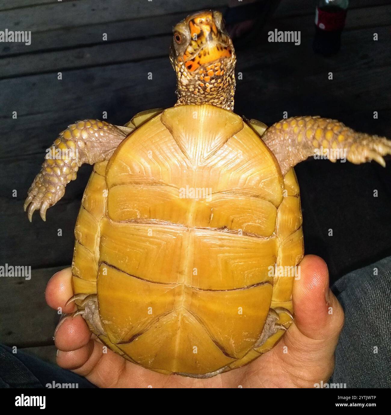 Three-toed Box Turtle (Terrapene triunguis Stock Photo - Alamy