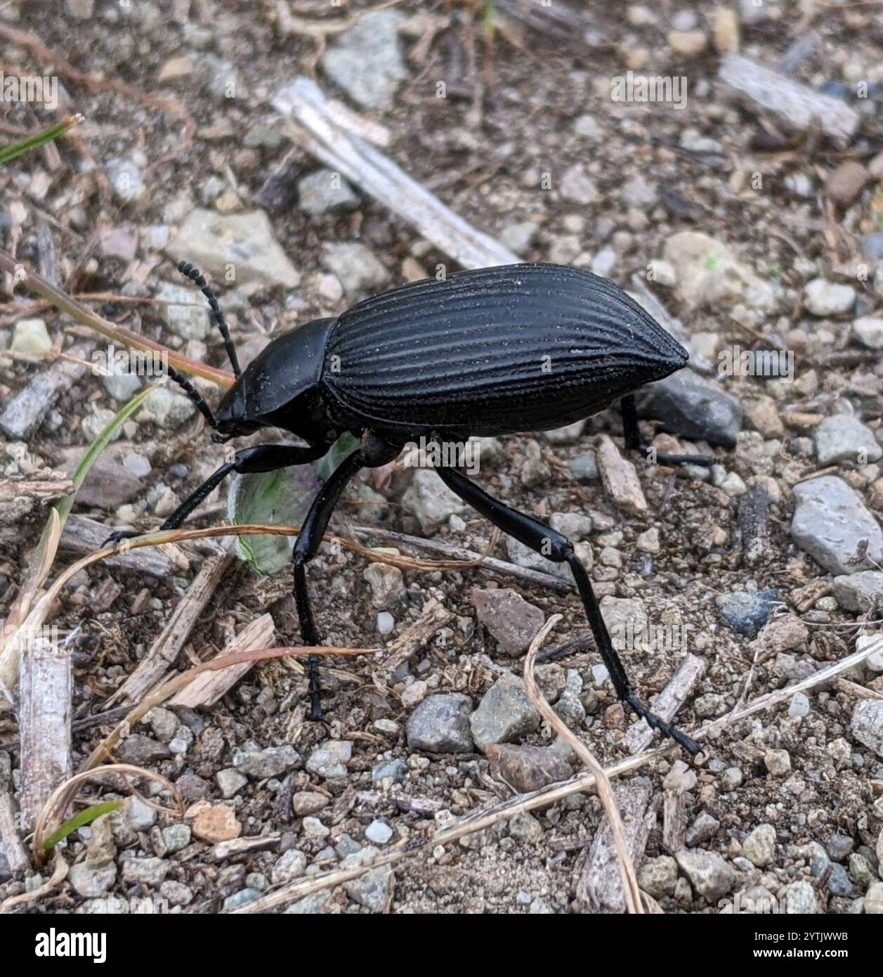 Rough-lipped Darkling Beetle (Eleodes hispilabris Stock Photo - Alamy