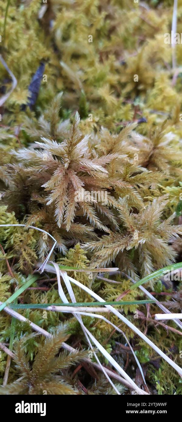 Climacium dendroides hi-res stock photography and images - Alamy