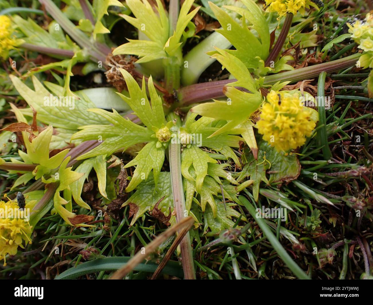Sanicula arctopoides hi-res stock photography and images - Alamy