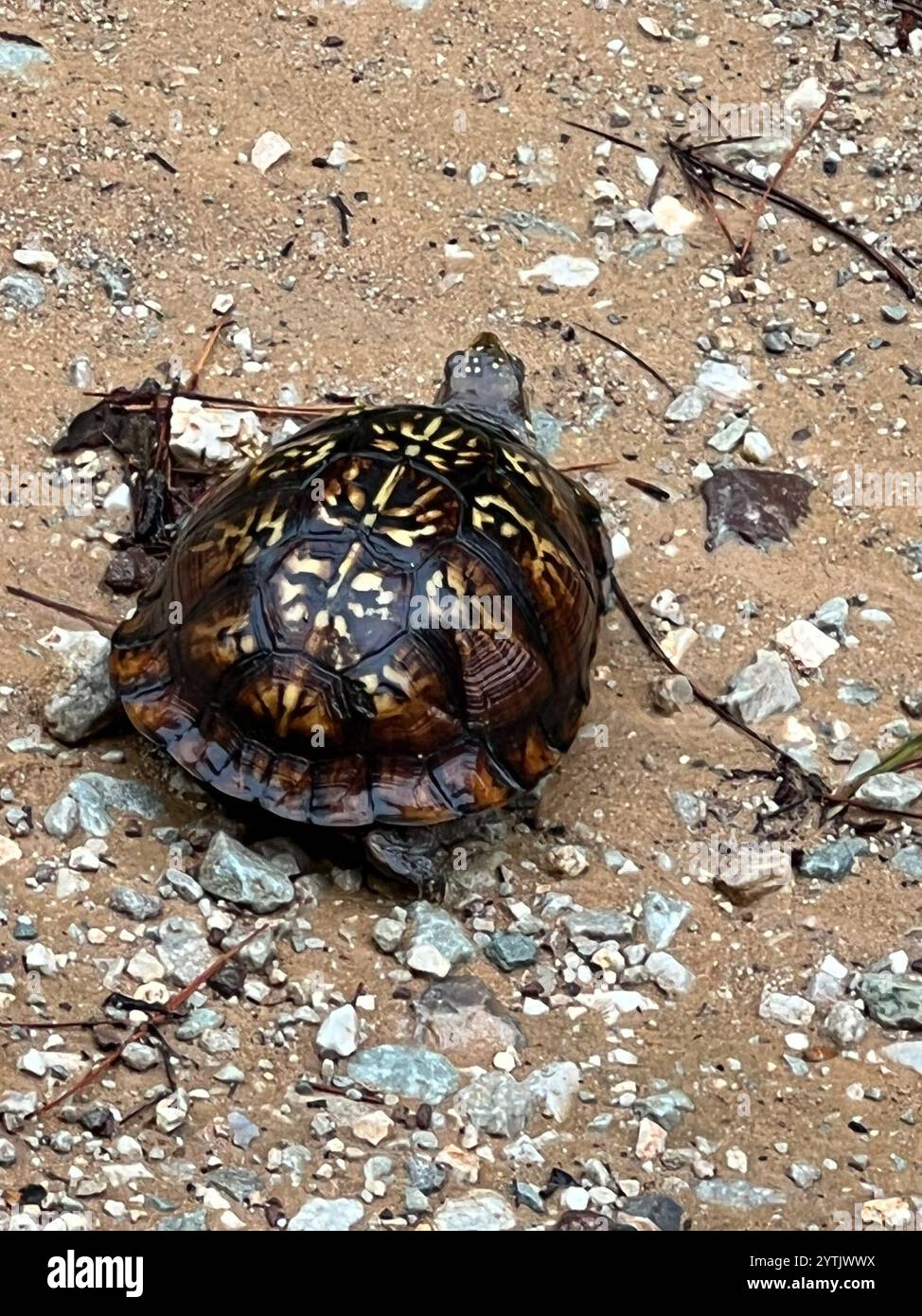 Eastern Box Turtle (Terrapene carolina carolina Stock Photo - Alamy