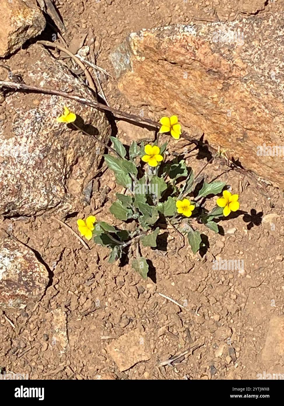 Goosefoot violet (Viola purpurea Stock Photo - Alamy