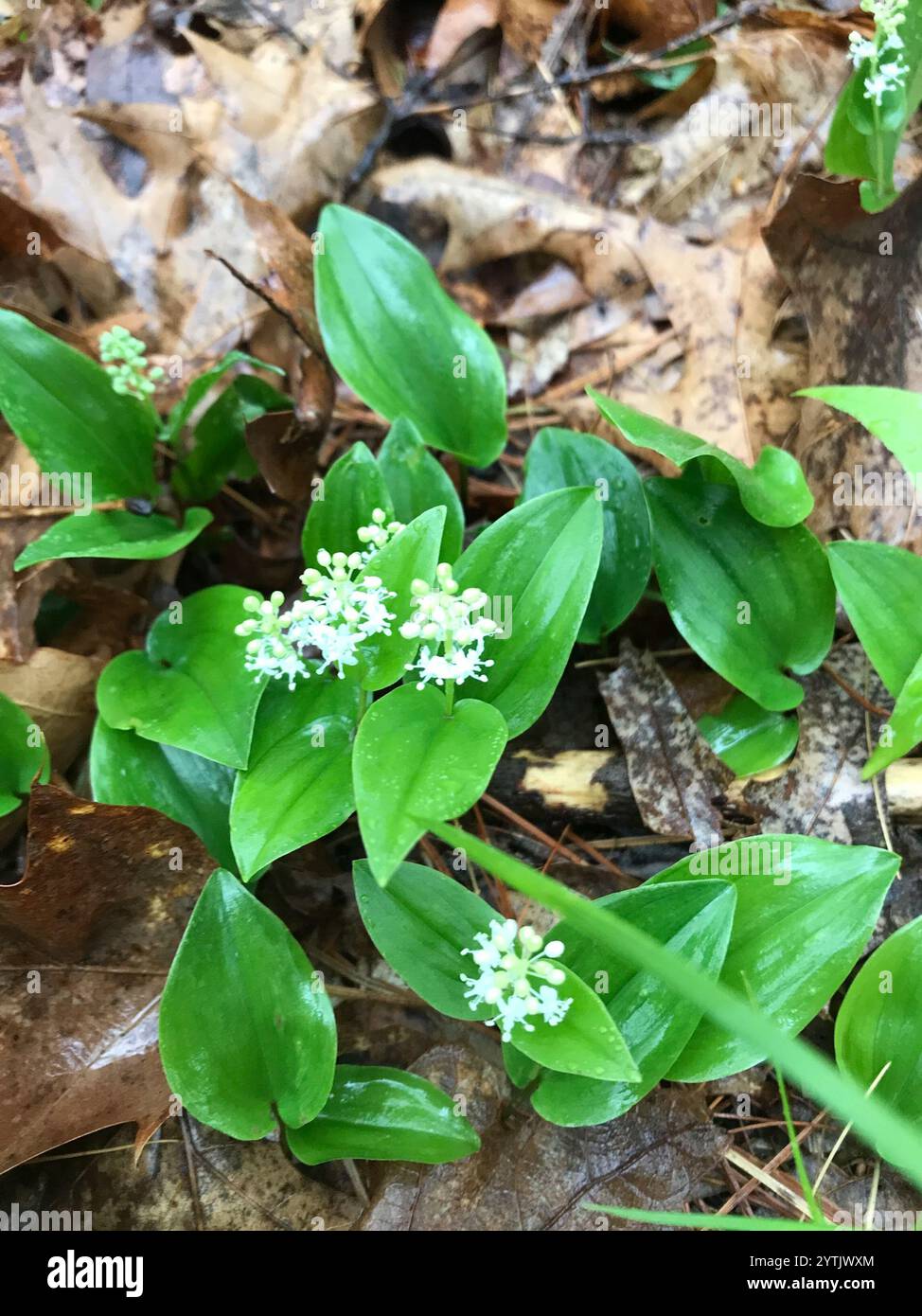 Canada mayflower (Maianthemum canadense Stock Photo - Alamy