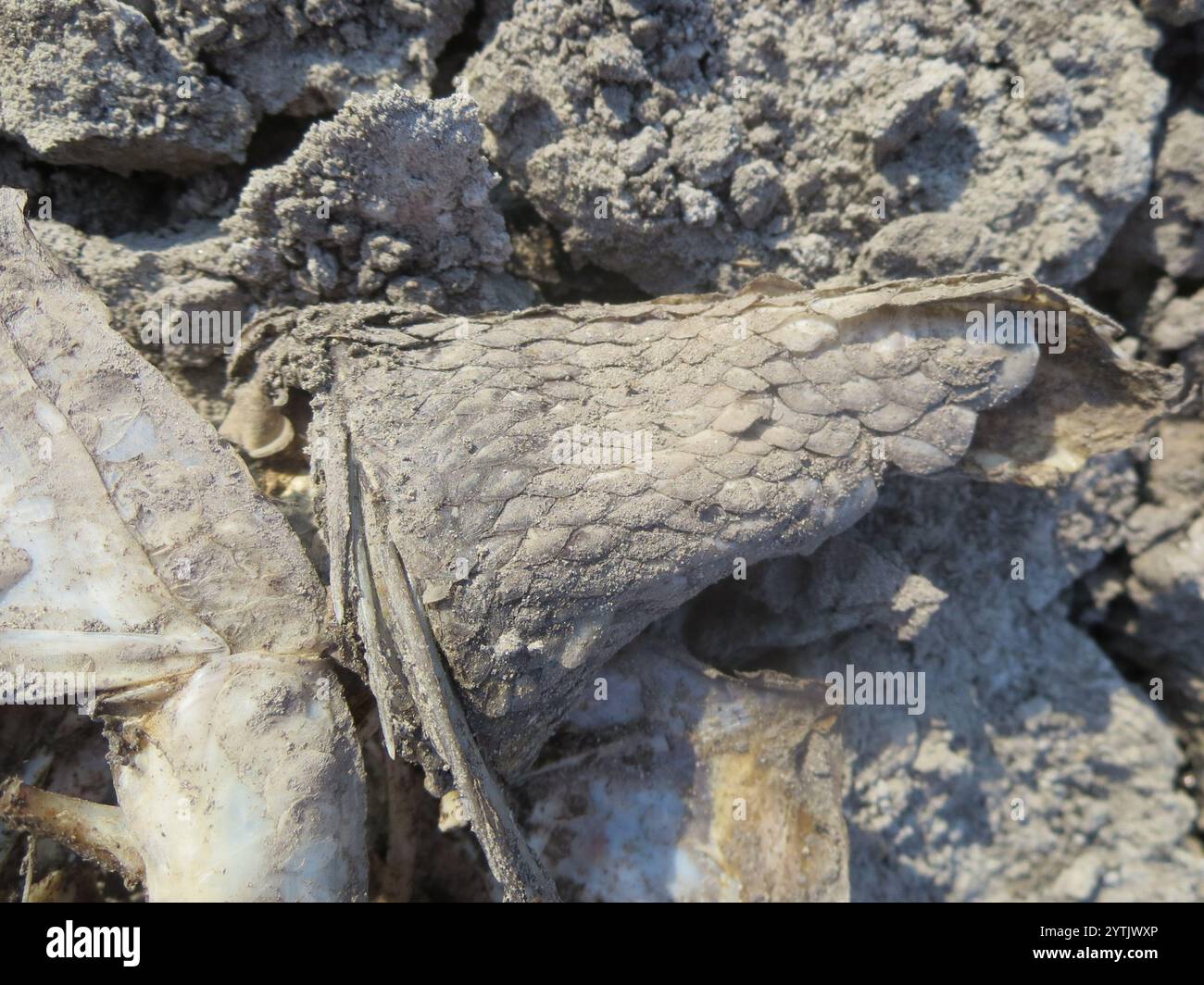 Ray-finned Fishes (Actinopterygii Stock Photo - Alamy