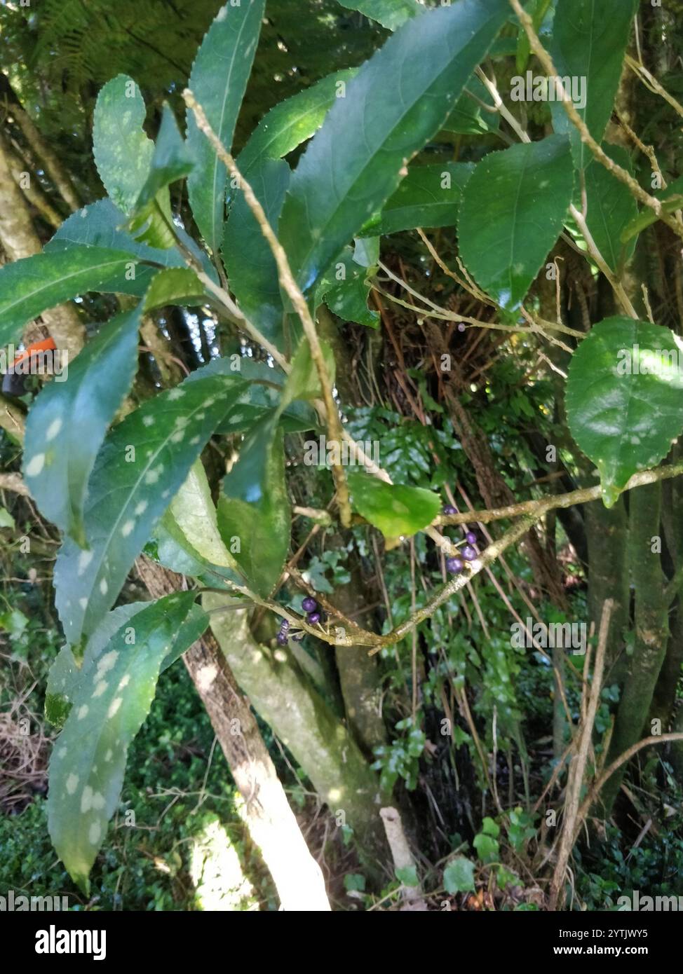 Mahoe melicytus ramiflorus hi-res stock photography and images - Alamy