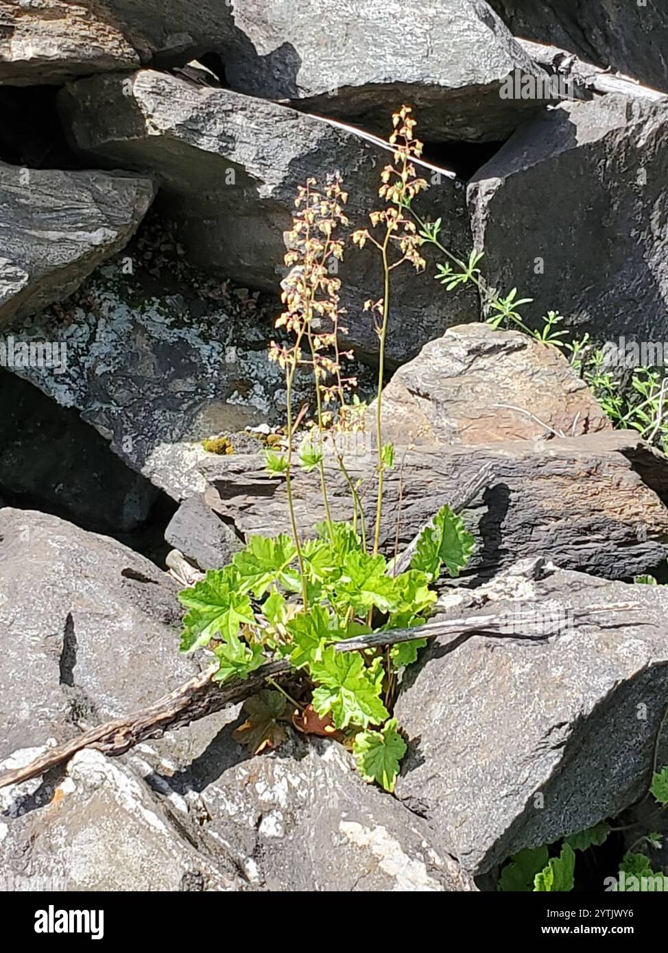 Downy Alumroot (Heuchera pubescens Stock Photo - Alamy