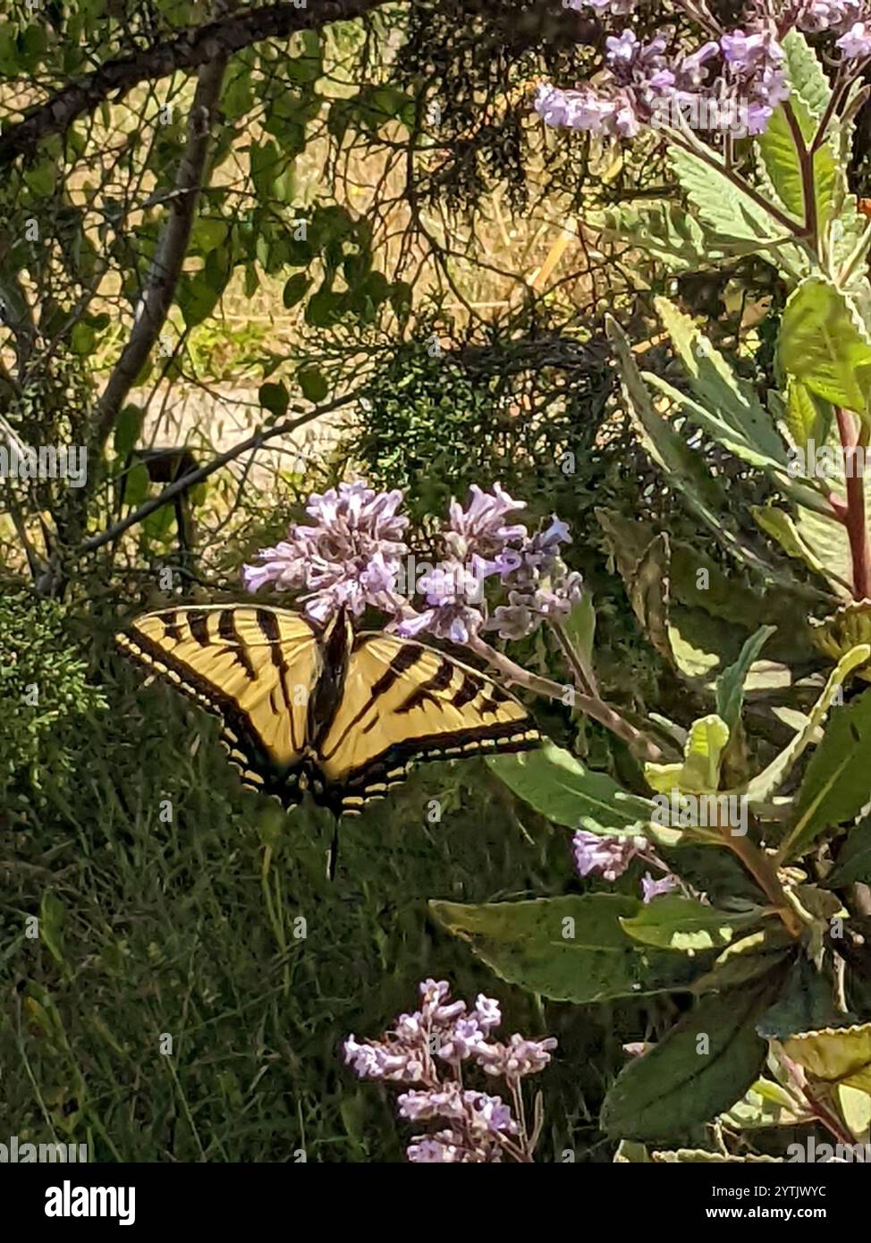 Western Tiger Swallowtail (Papilio rutulus Stock Photo - Alamy