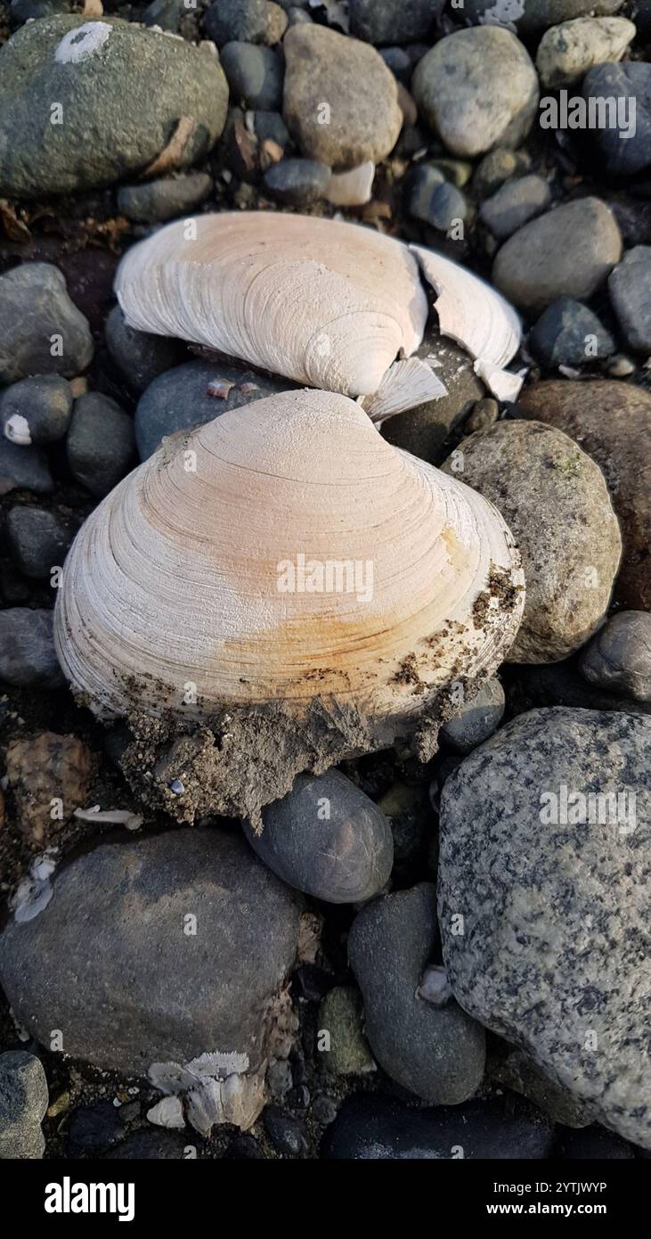 Butter Clam (Saxidomus gigantea Stock Photo - Alamy