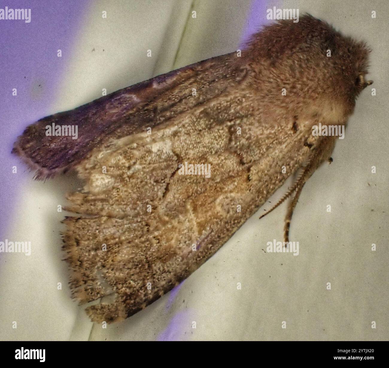 Hebrew Character (Orthosia gothica Stock Photo - Alamy