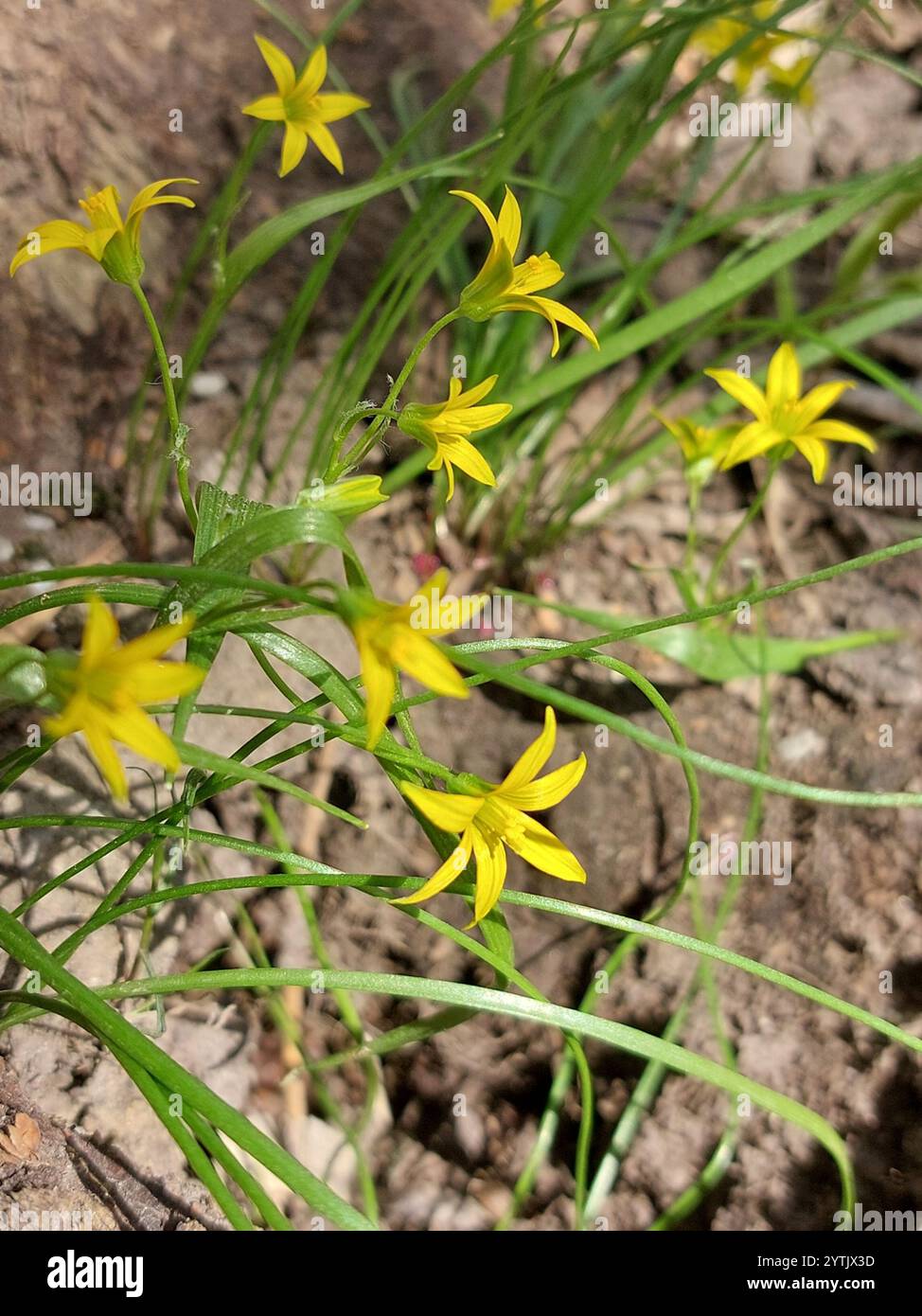 Least Gagea (Gagea minima Stock Photo - Alamy