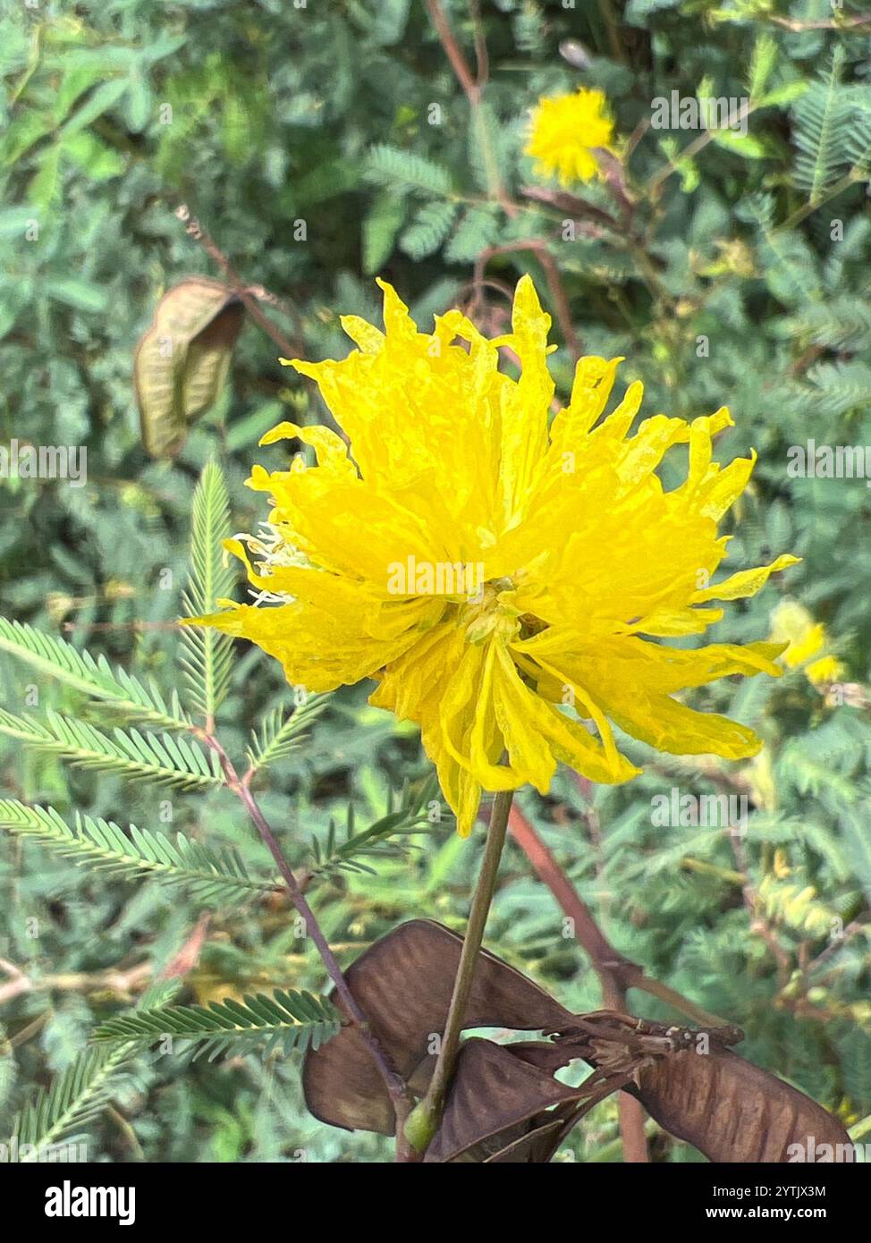 Sensitive Neptunia (Neptunia oleracea Stock Photo - Alamy