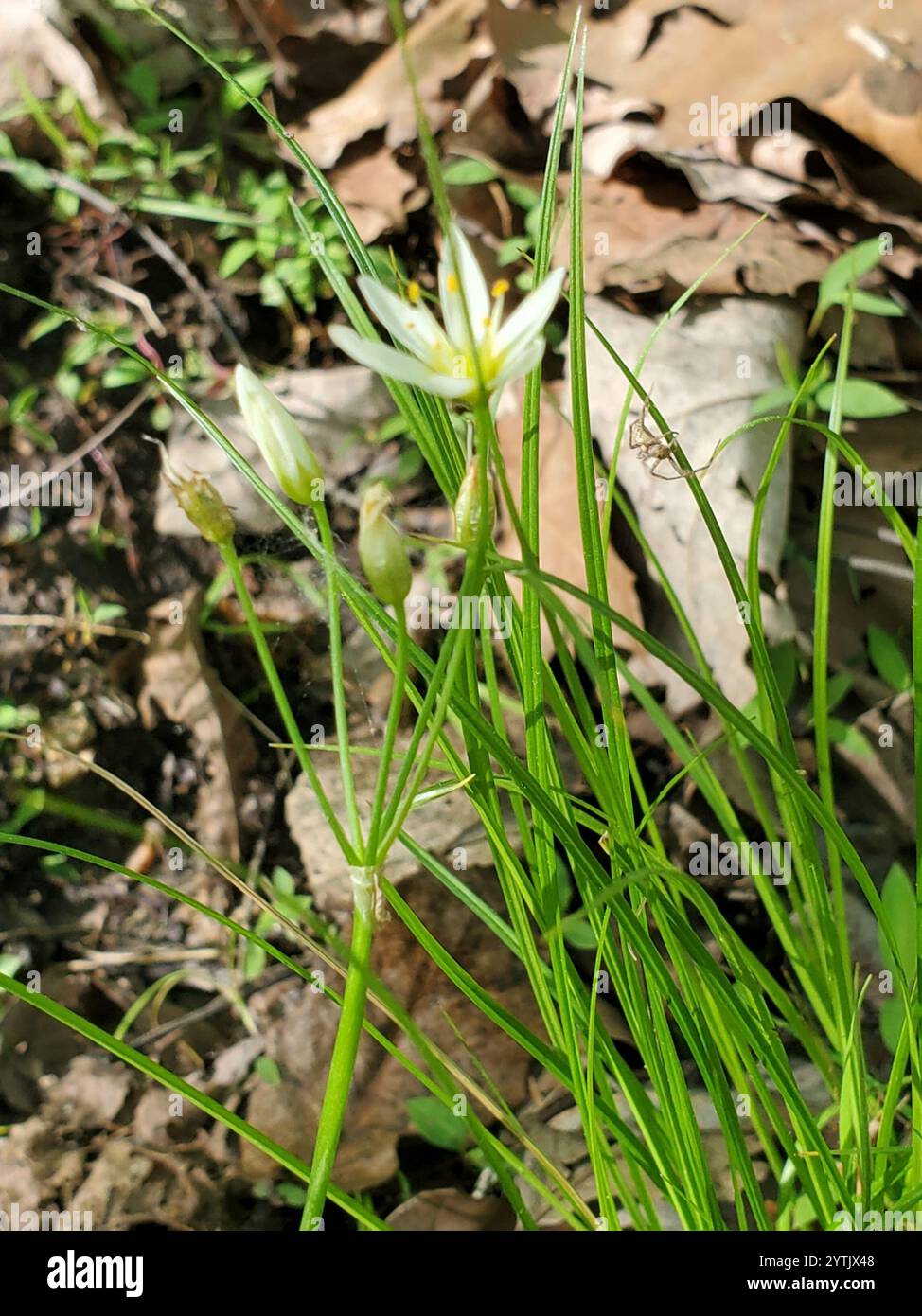 crowpoison (Nothoscordum bivalve Stock Photo - Alamy