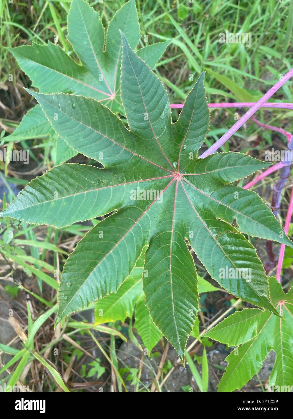 castor bean (Ricinus communis Stock Photo - Alamy