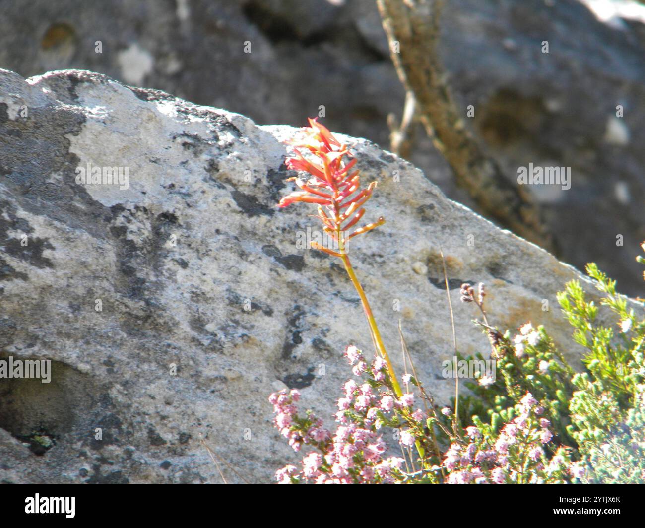 Cluster Disa (Disa ferruginea Stock Photo - Alamy
