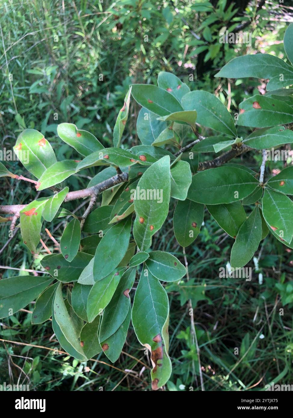 Gum bumelia (Sideroxylon lanuginosum Stock Photo - Alamy