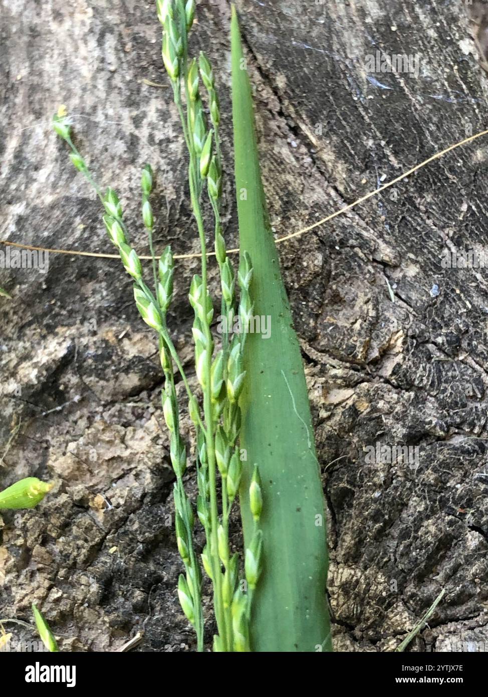 panic veldtgrass (Ehrharta erecta Stock Photo - Alamy