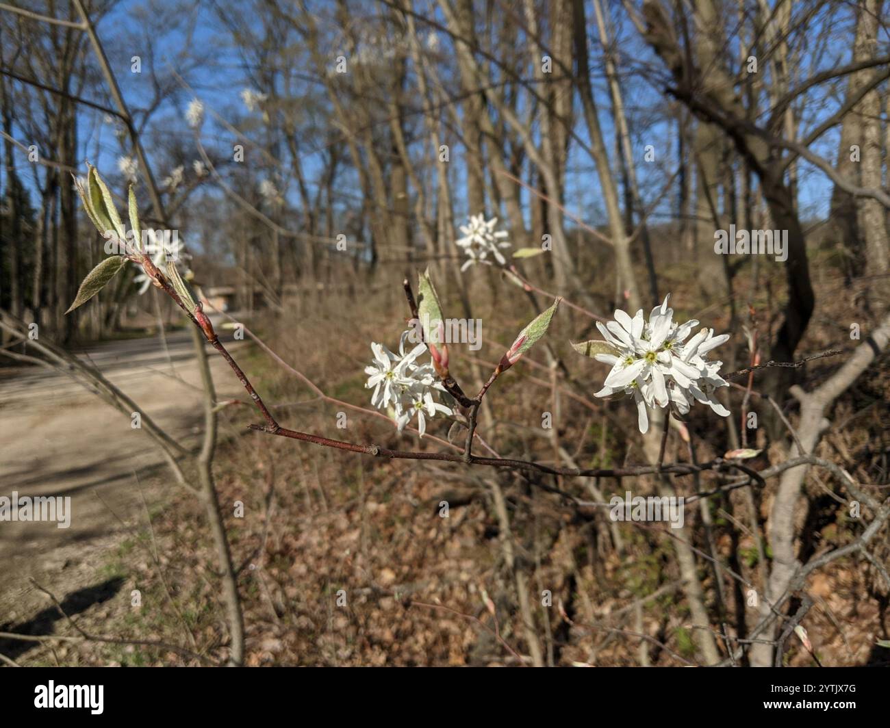 common serviceberry (Amelanchier arborea Stock Photo - Alamy