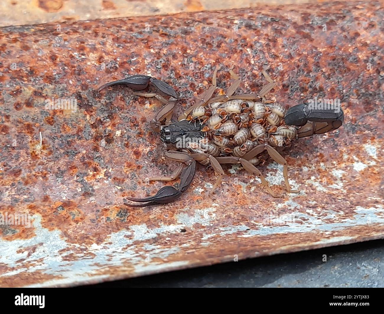Edward's Bark Scorpion (Centruroides edwardsii Stock Photo - Alamy