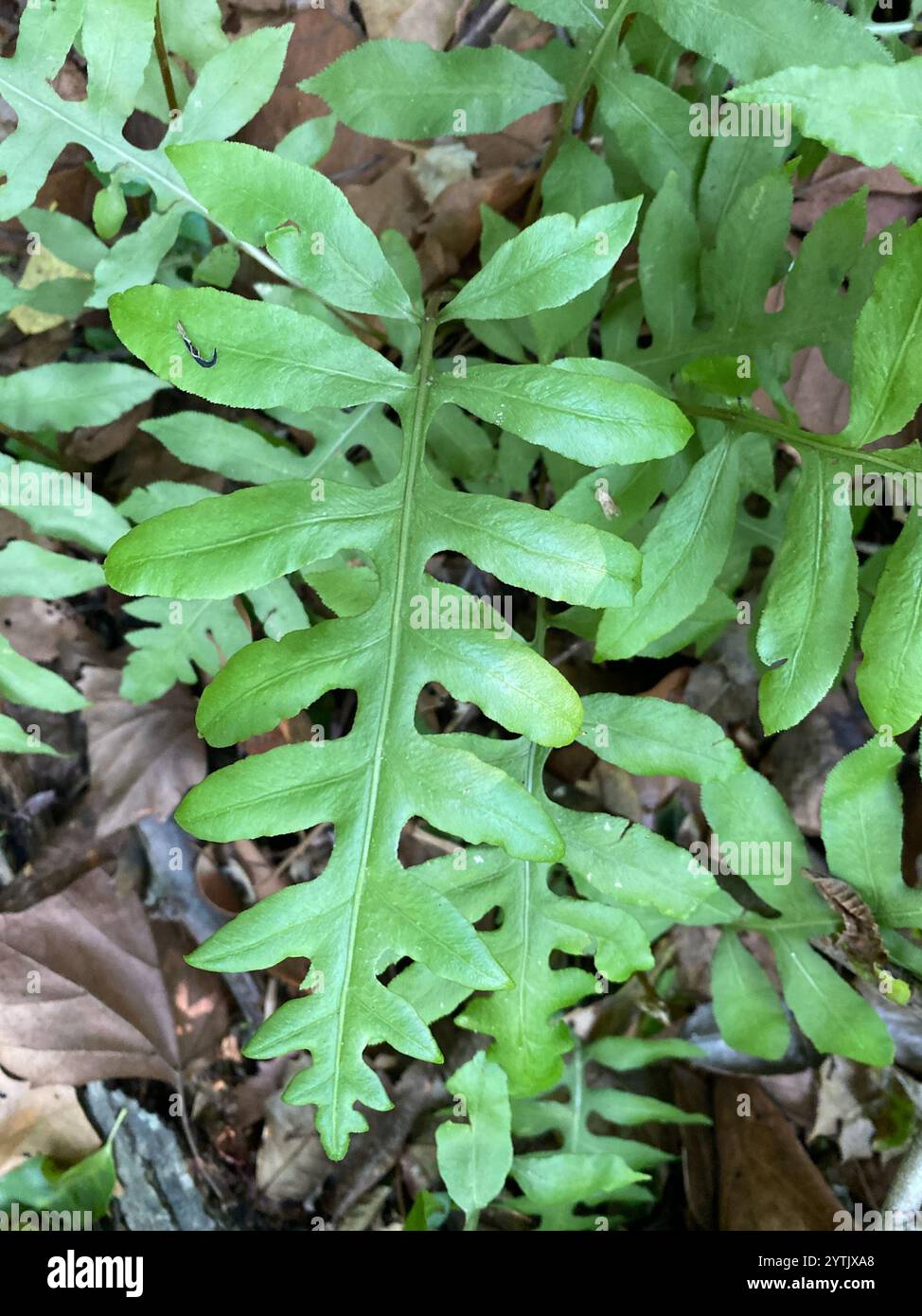 netted chain fern (Woodwardia areolata Stock Photo - Alamy