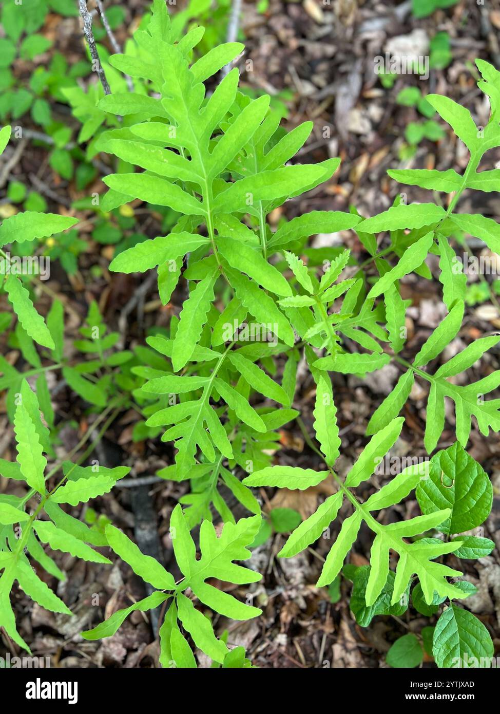 sensitive fern (Onoclea sensibilis Stock Photo - Alamy