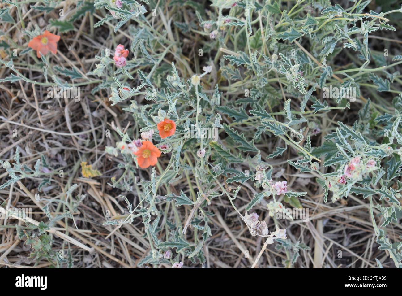 spear globemallow (Sphaeralcea hastulata Stock Photo - Alamy