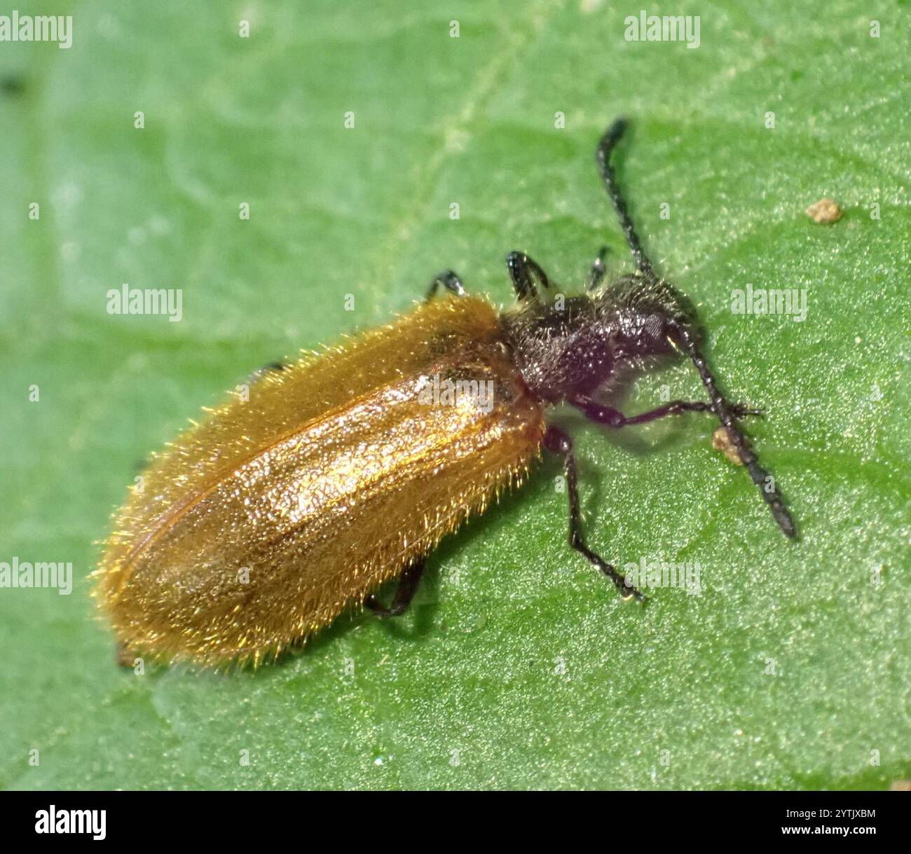 Rough-haired Lagria Beetle (Lagria hirta Stock Photo - Alamy