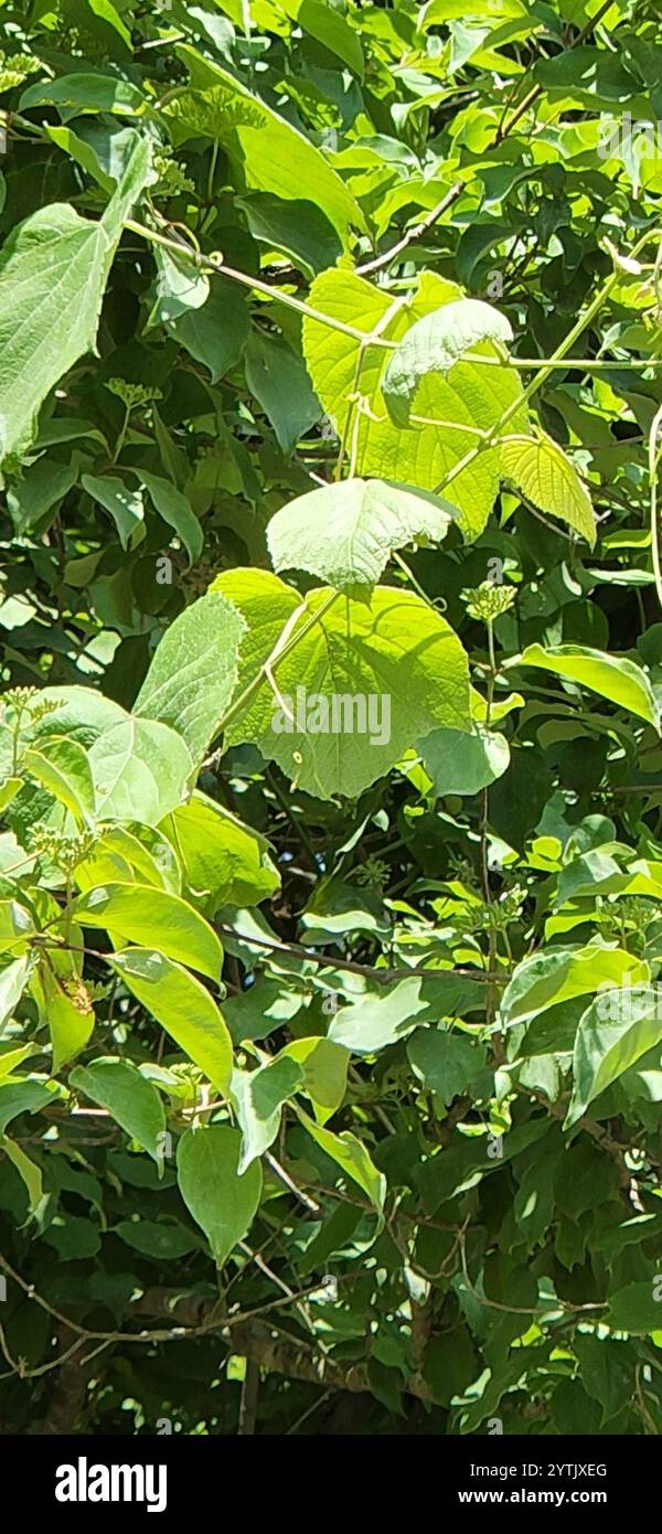graybark grape (Vitis cinerea Stock Photo - Alamy
