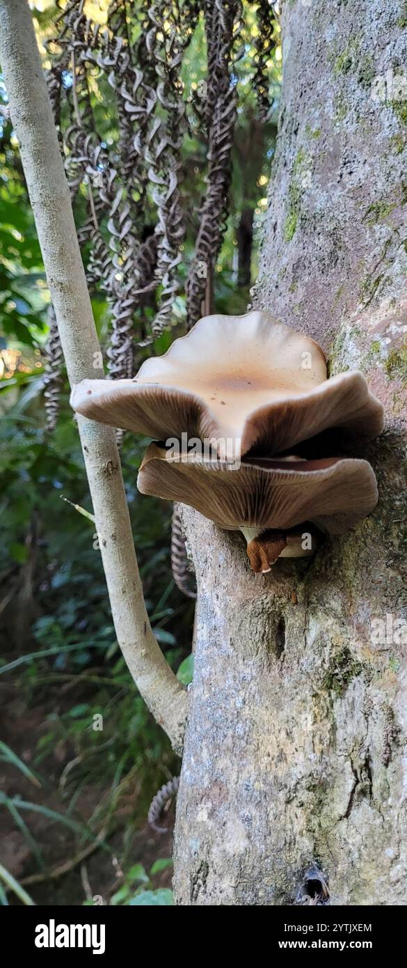 Tawaka (Cyclocybe parasitica Stock Photo - Alamy