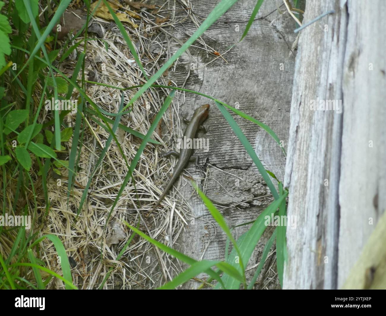 Common Five-lined Skink (Plestiodon fasciatus Stock Photo - Alamy