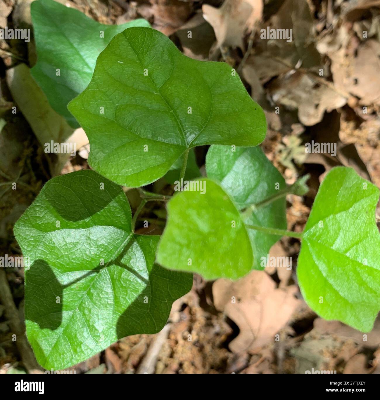 Carolina snailseed (Nephroia carolina Stock Photo - Alamy