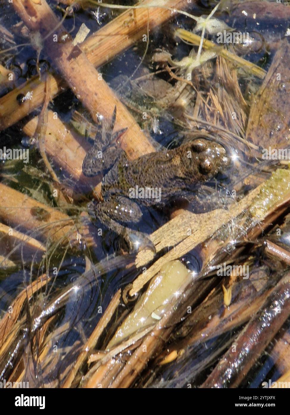 European Fire-Bellied Toad (Bombina bombina Stock Photo - Alamy