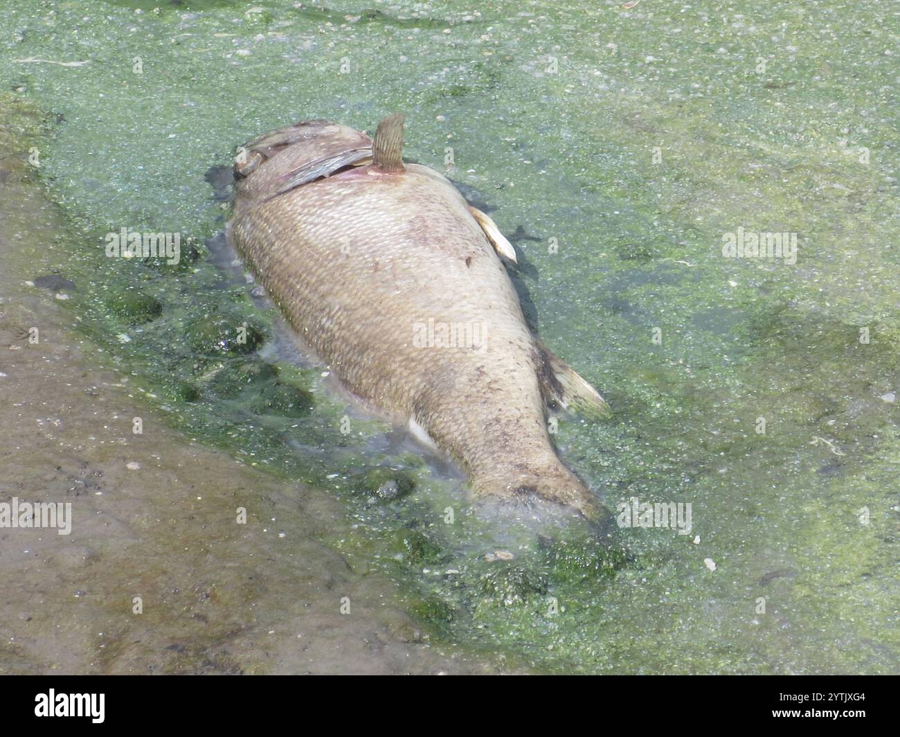 Ray-finned Fishes (Actinopterygii Stock Photo - Alamy