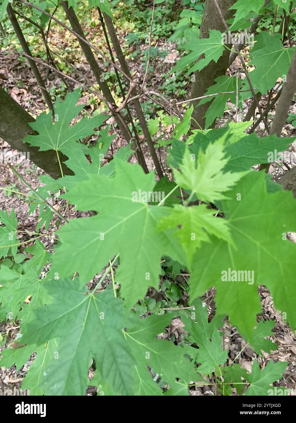 silver maple (Acer saccharinum Stock Photo - Alamy