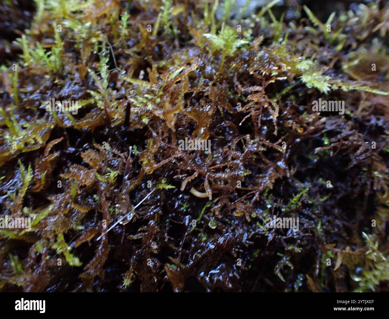fern-leaved hook-moss (Cratoneuron filicinum Stock Photo - Alamy