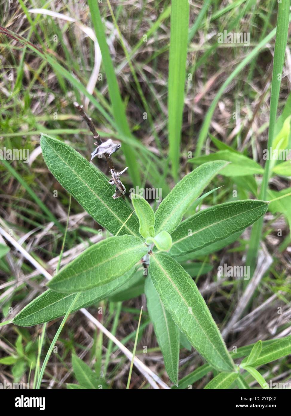green comet milkweed (Asclepias viridiflora Stock Photo - Alamy