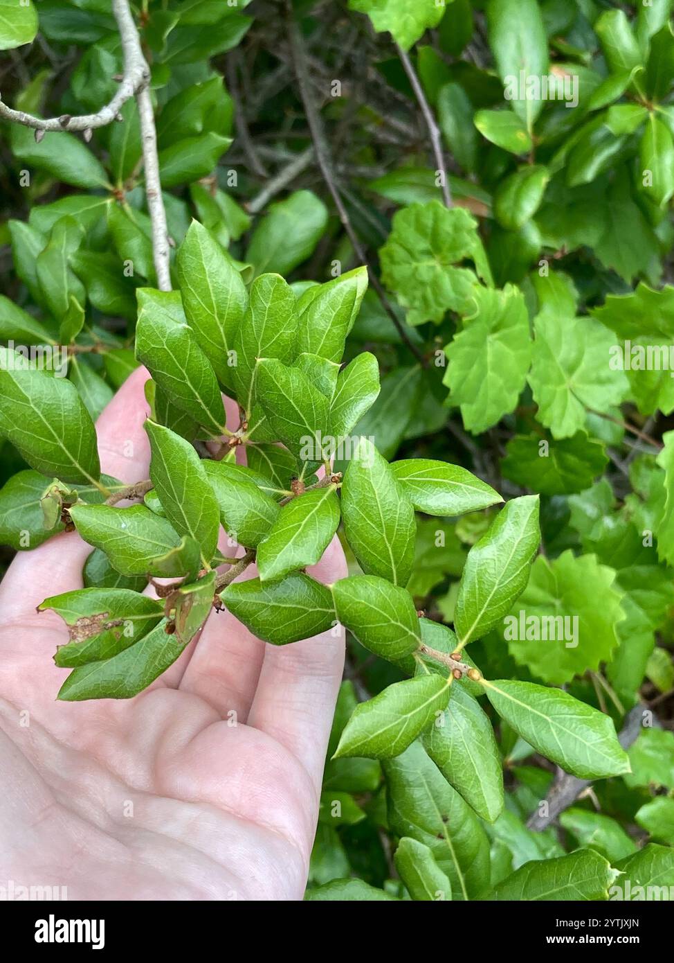 Myrtle Oak (Quercus myrtifolia Stock Photo - Alamy