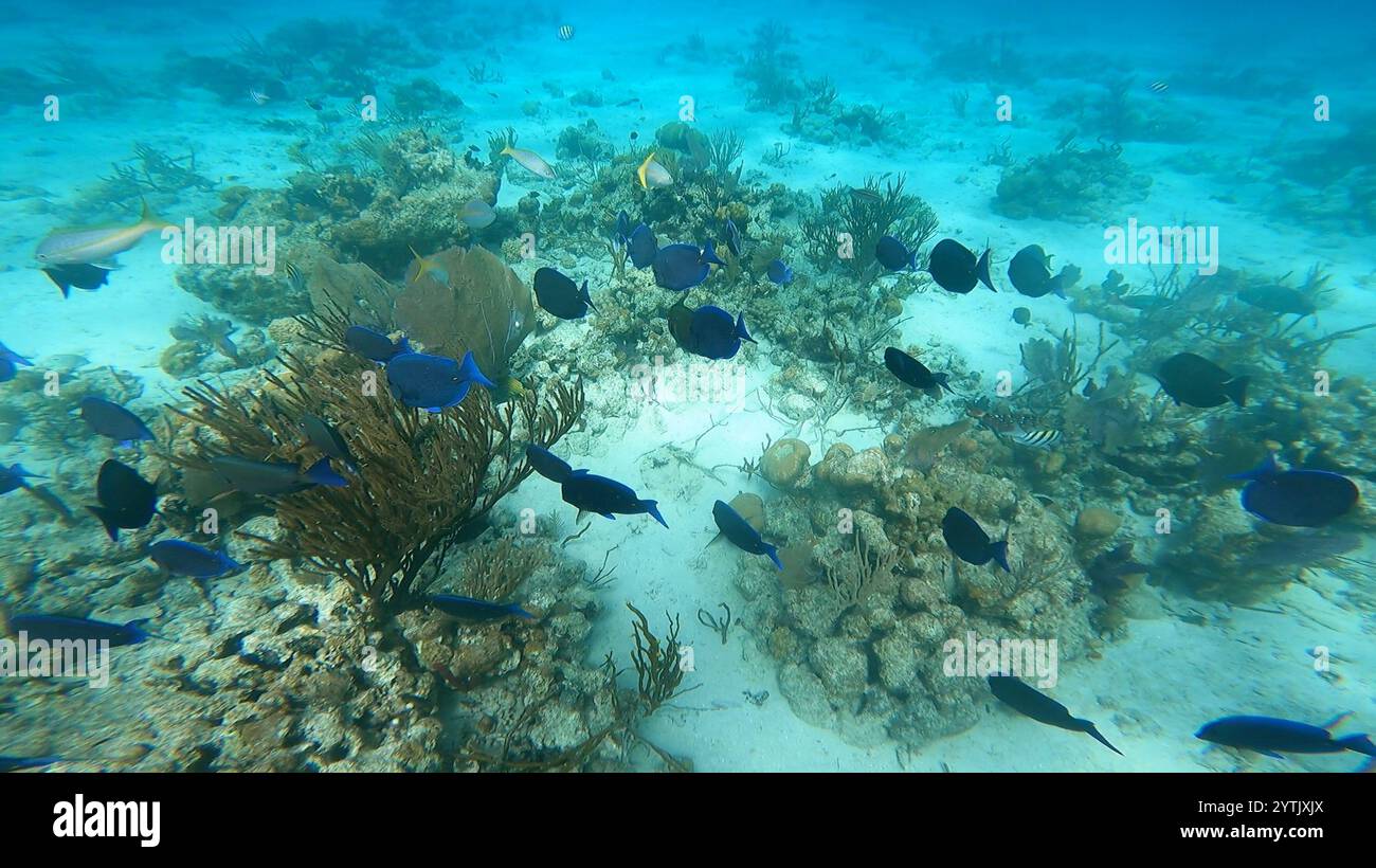 Atlantic Blue Tang (Acanthurus coeruleus Stock Photo - Alamy