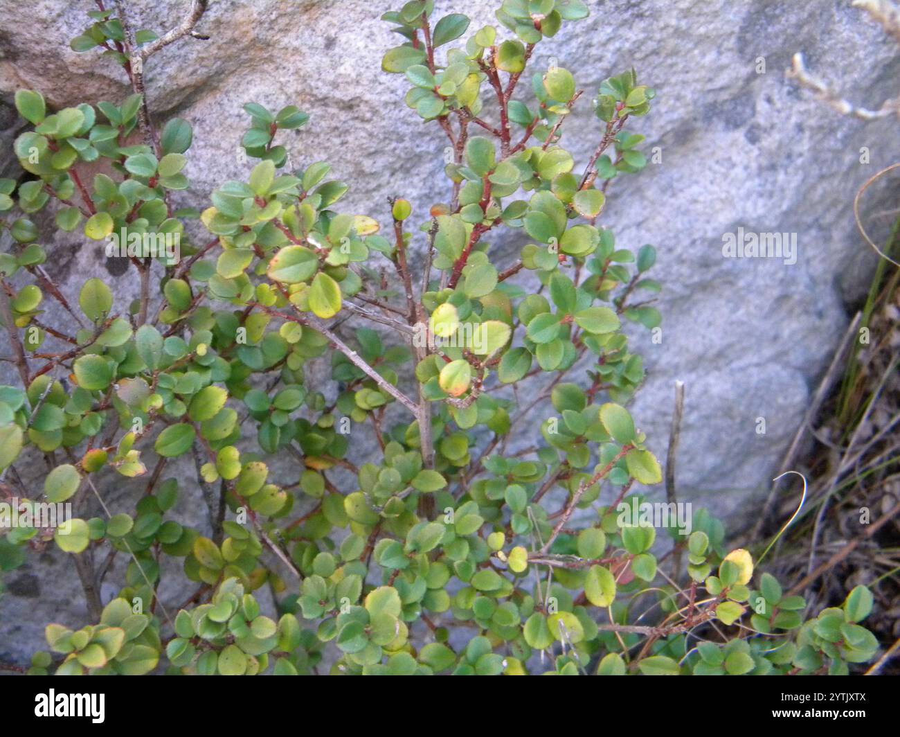 African Boxwood (Myrsine africana Stock Photo - Alamy