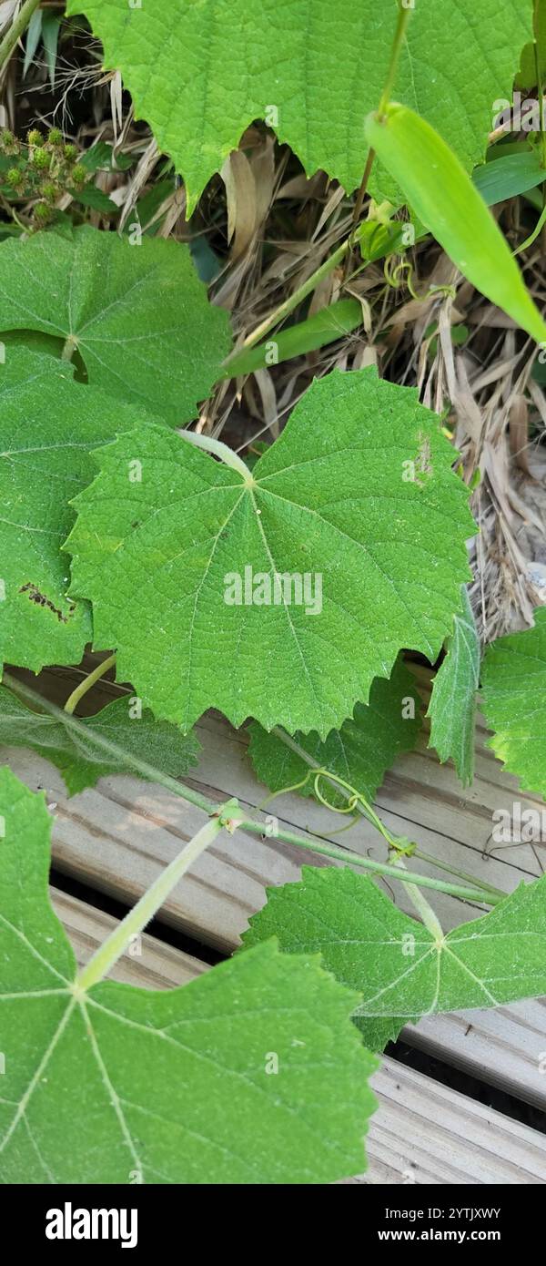 graybark grape (Vitis cinerea Stock Photo - Alamy
