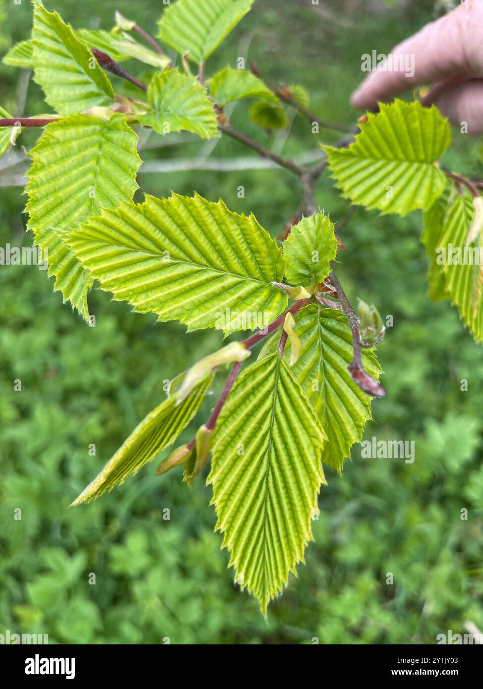 European Hornbeam (Carpinus betulus Stock Photo - Alamy