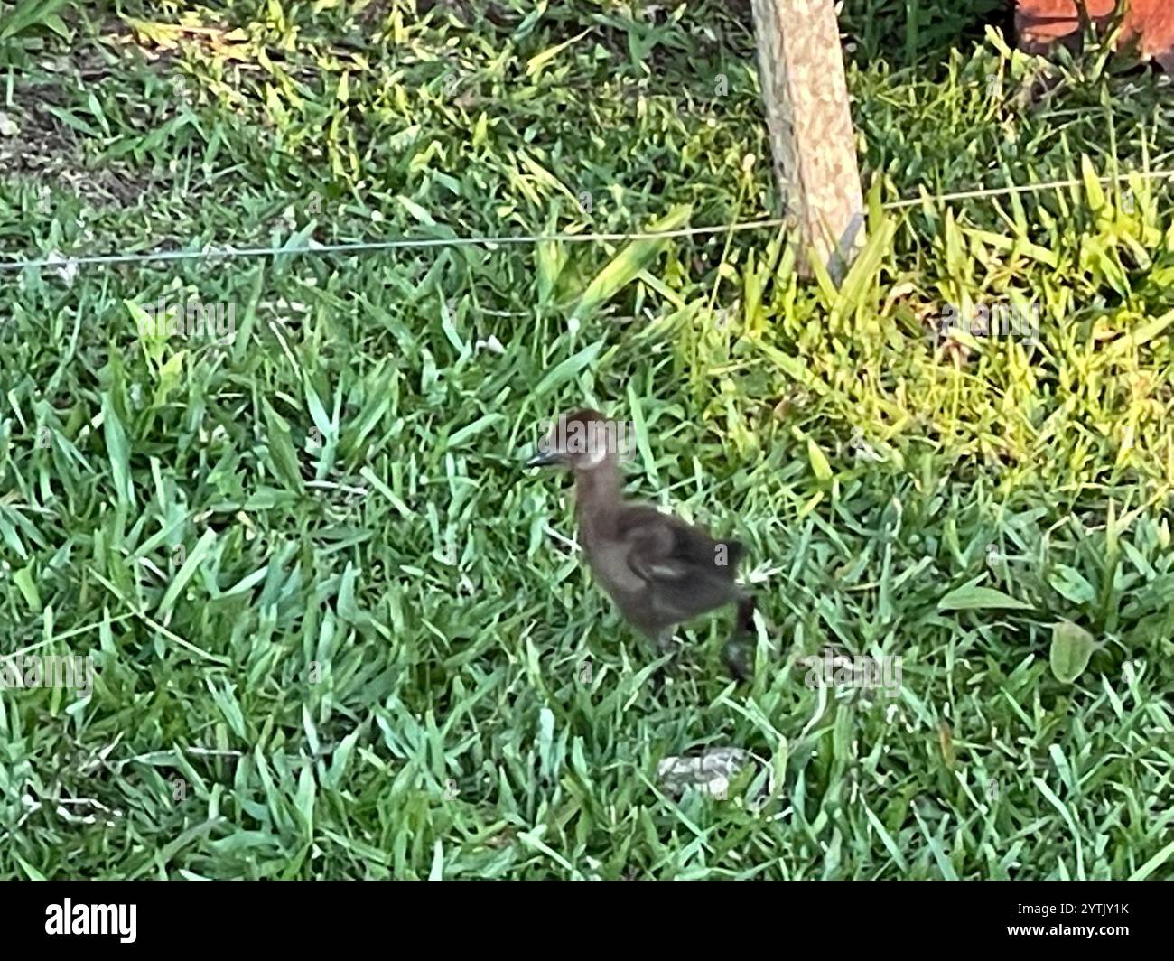 Ypecaha rail hi-res stock photography and images - Alamy
