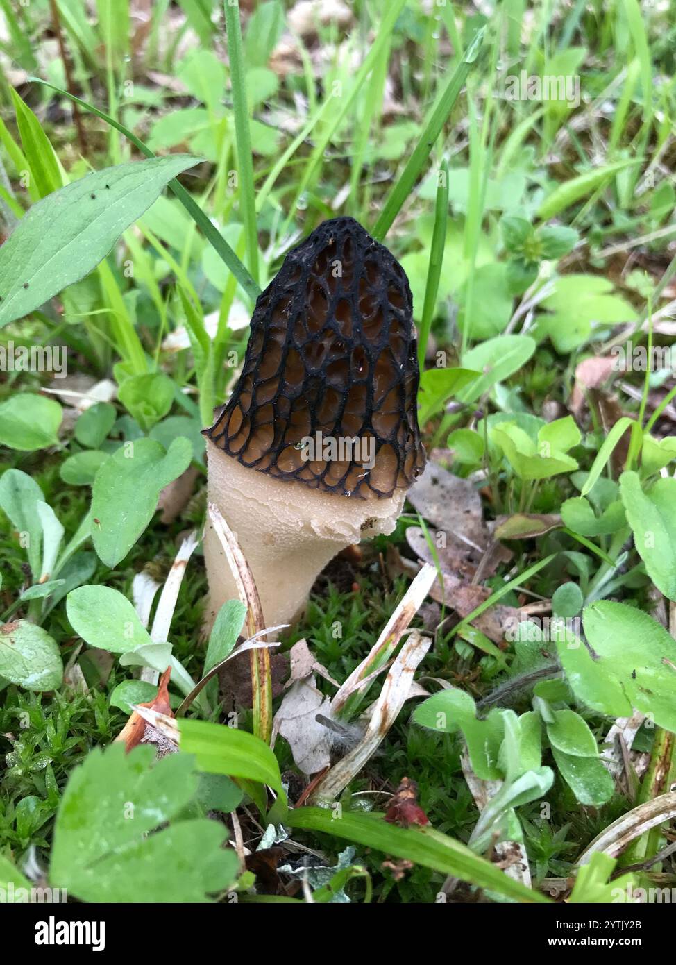 black morel (Morchella angusticeps Stock Photo - Alamy