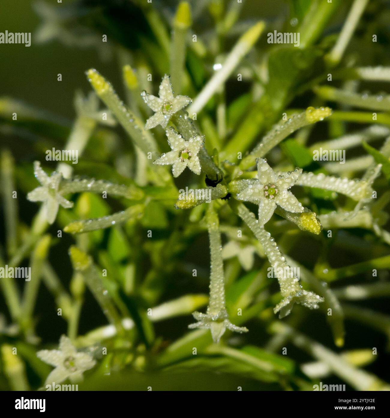 Night jessamine cestrum nocturnum hi-res stock photography and images ...